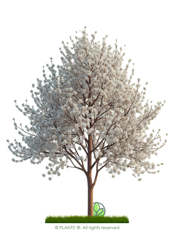 Pin Cherry Tree | Premium Seeds | Prunus pensylvanica 'Spring' | Plant ...
